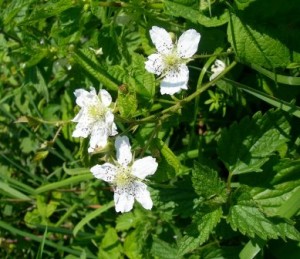Rubus - Médecine Intégrée