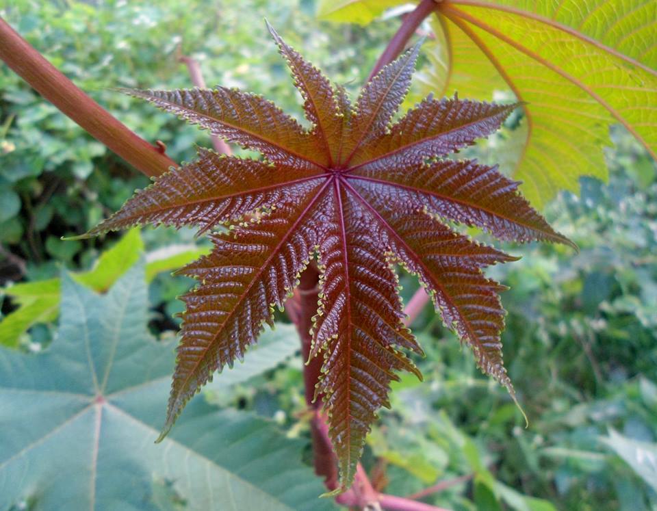 Ricinus communis - Médecine Intégrée