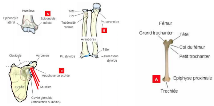 Le tissu osseux et les os (Marieb ch.6) - Médecine Intégrée