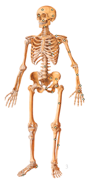 Le tissu osseux et les os (Marieb ch.6) - Médecine Intégrée