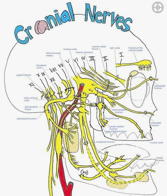 Les 12 nerfs crâniens (MARIEB ch.13B) - Médecine Intégrée