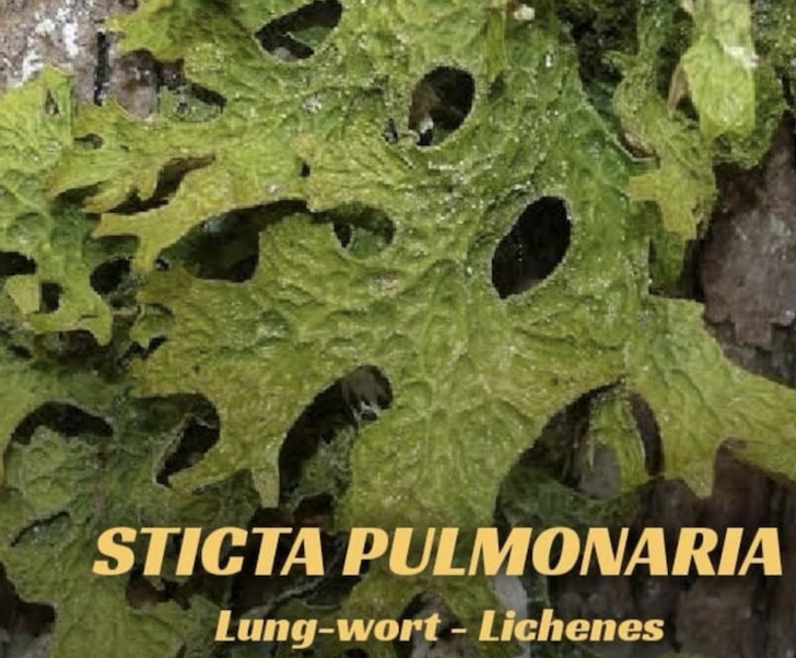 Sticta pulmonaria - Médecine Intégrée