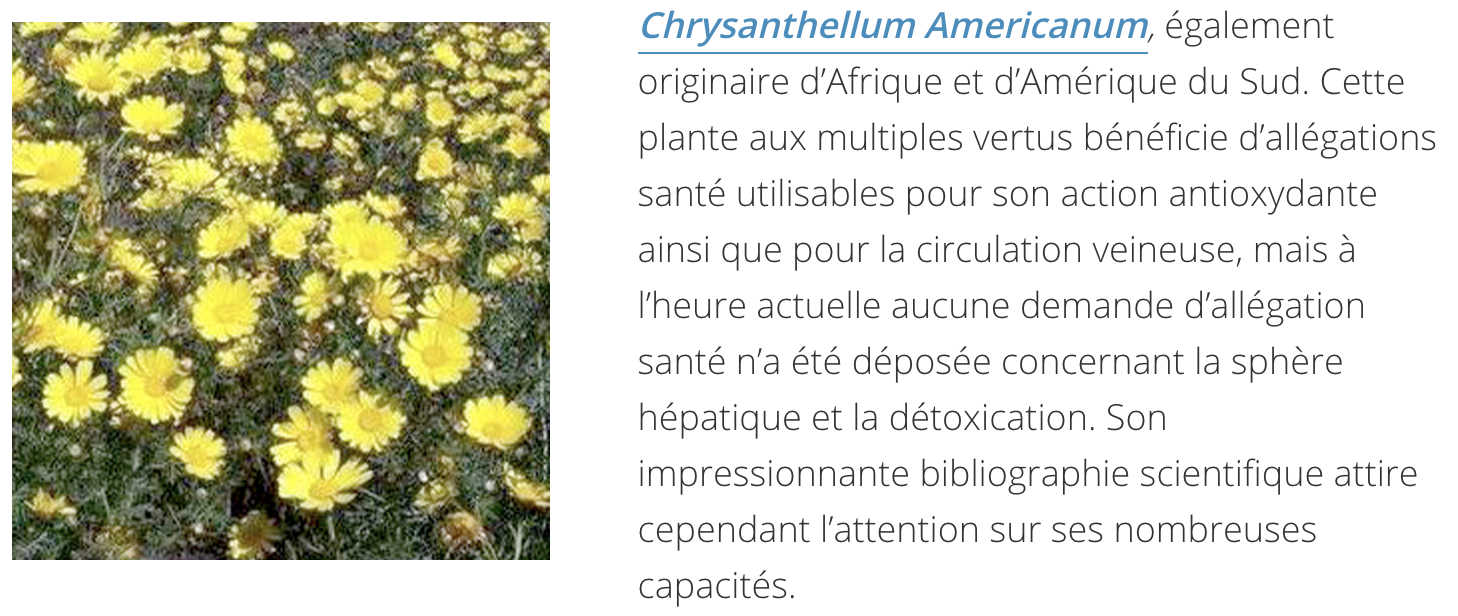 Chrysantellum americanum - Médecine Intégrée