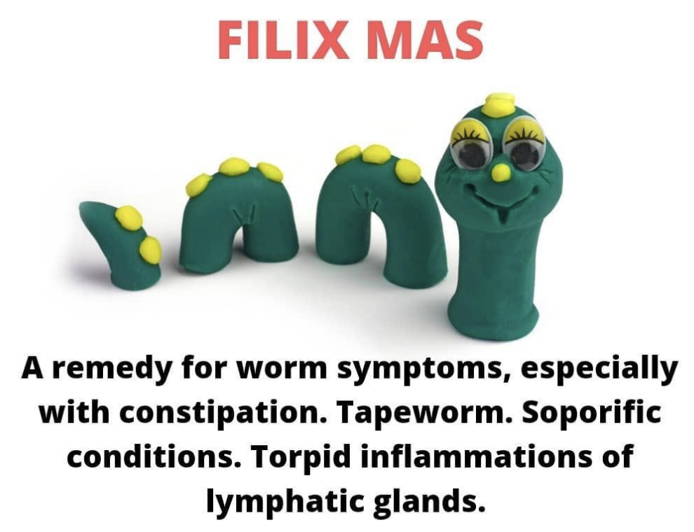 Aspidium filix mas - Médecine Intégrée