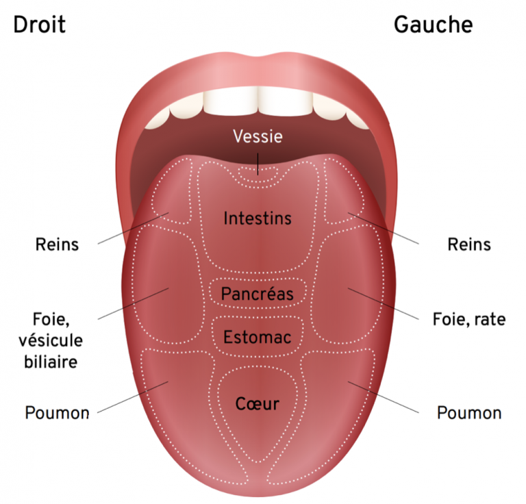 Séméiologie / langue - Médecine Intégrée