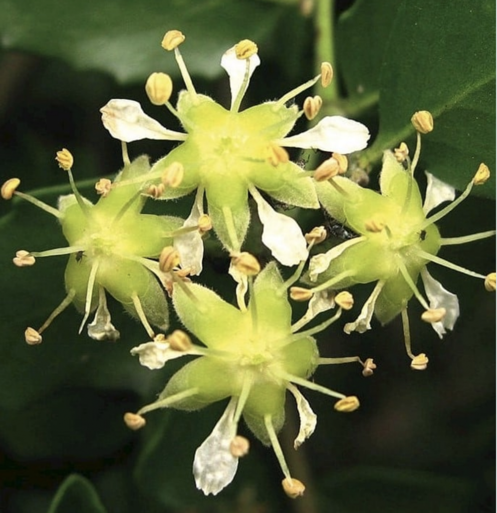 Quillaya saponaria - Médecine Intégrée