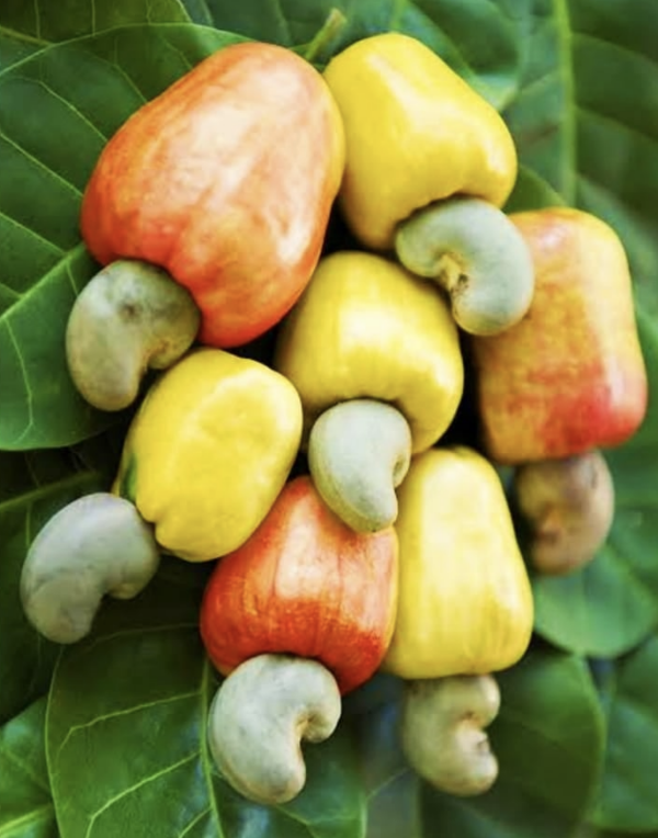 1ème année d'homéopathie : 8ème séminaire = la Sycose - Médecine Intégrée