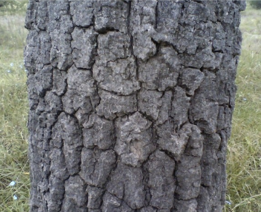 Quebracho - Médecine Intégrée