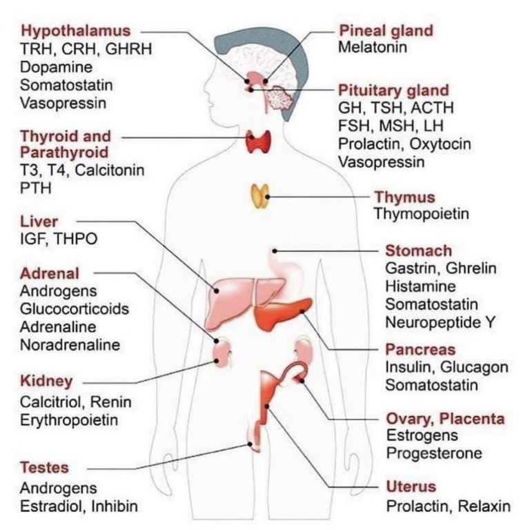 Pathologies hypophysaire et glandes endocrines - Médecine Intégrée