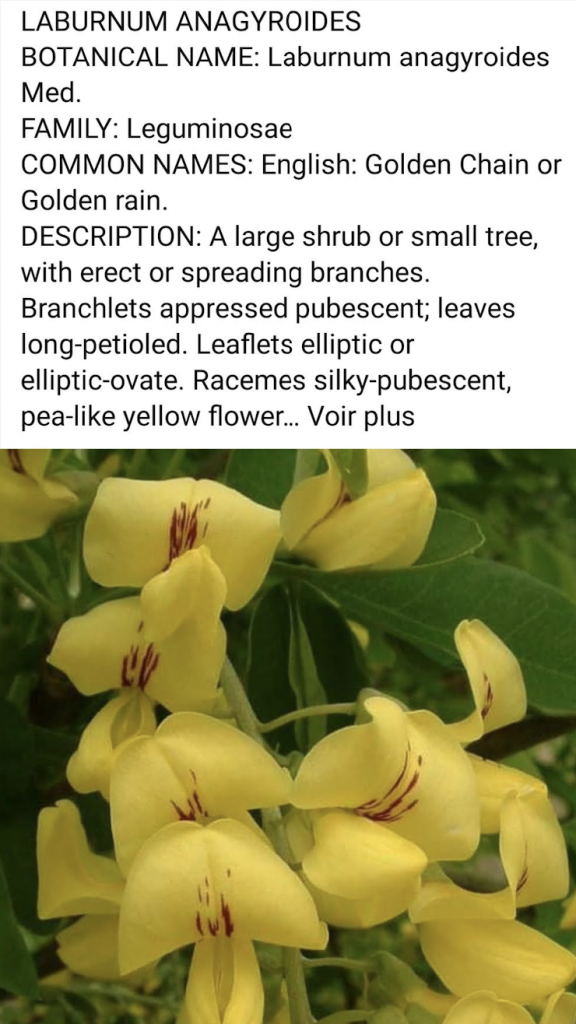 Cytisus laburnum - Médecine Intégrée