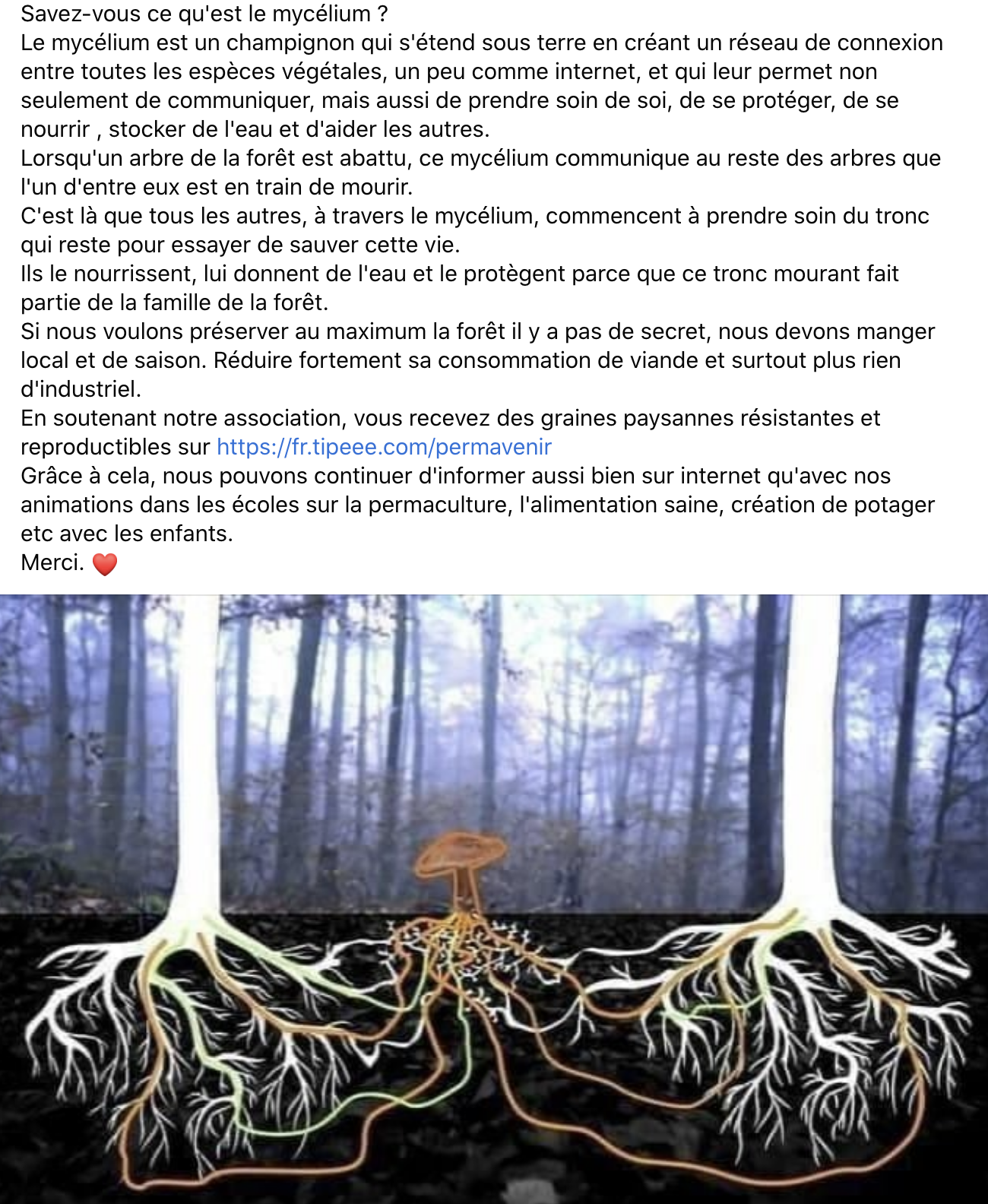 Les plantes de l'ère primaire - Médecine Intégrée