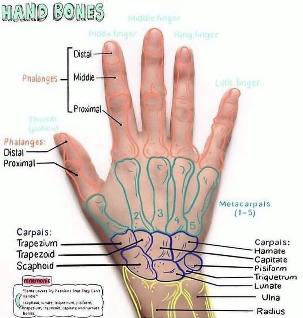 Coude-Poignet-Main - Médecine Intégrée