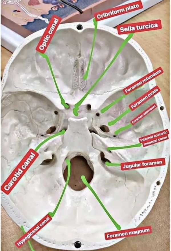 Les 12 nerfs crâniens (MARIEB ch.13B) - Médecine Intégrée