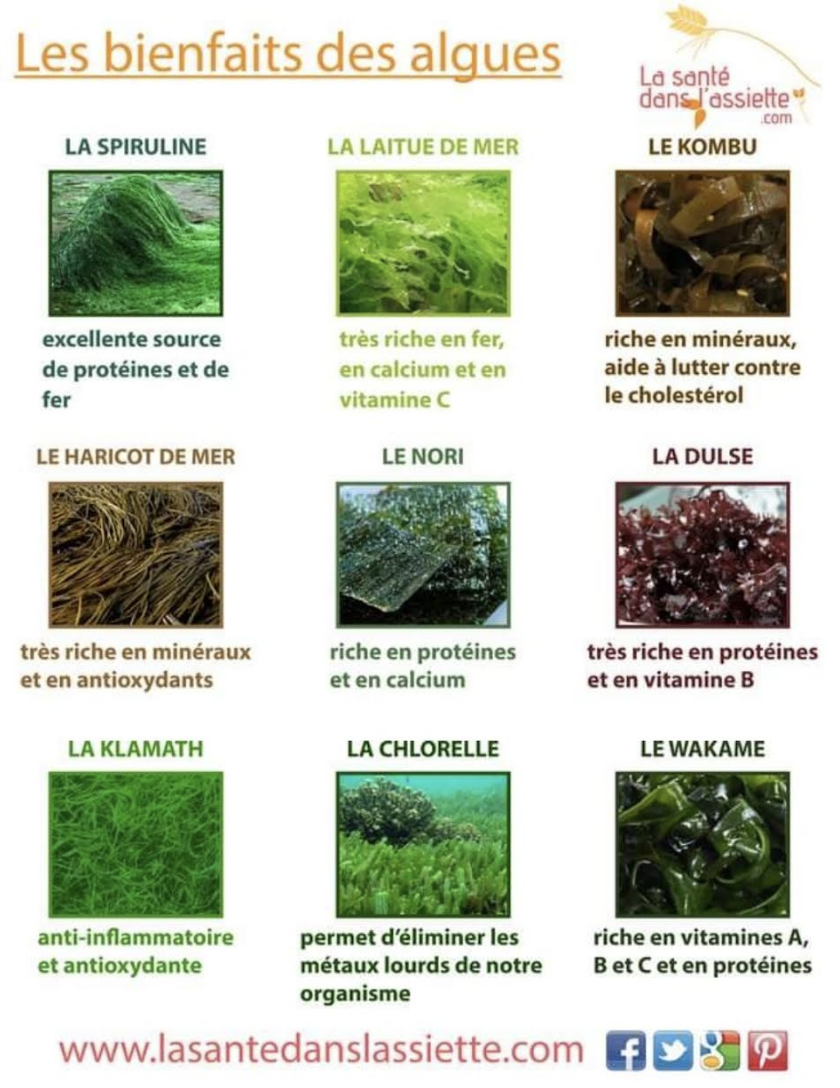 Les plantes de l'ère primaire - Médecine Intégrée