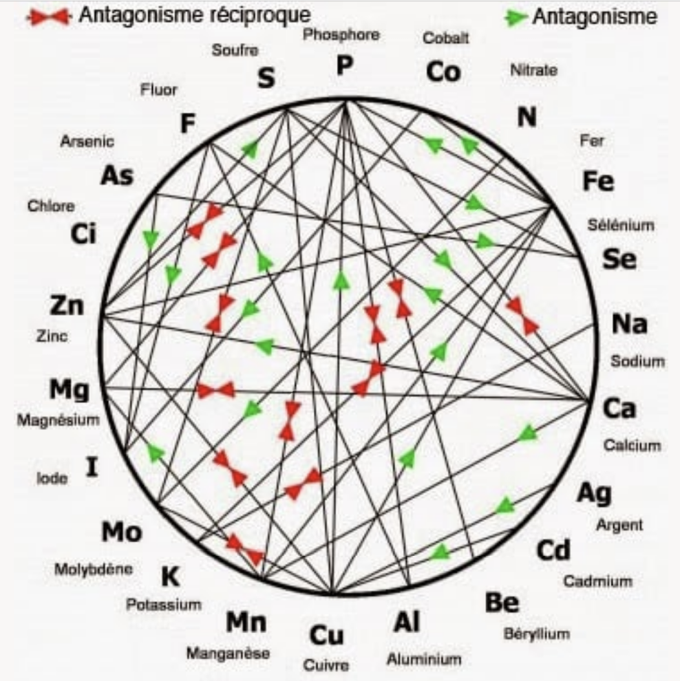 Les oligo-éléments essentiels - Médecine Intégrée