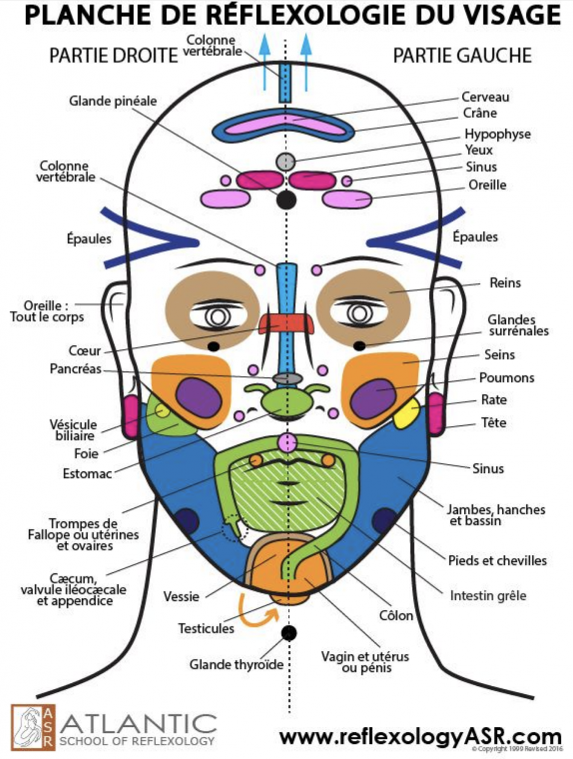 Réflexologie faciale - le Dien Chan - Médecine Intégrée