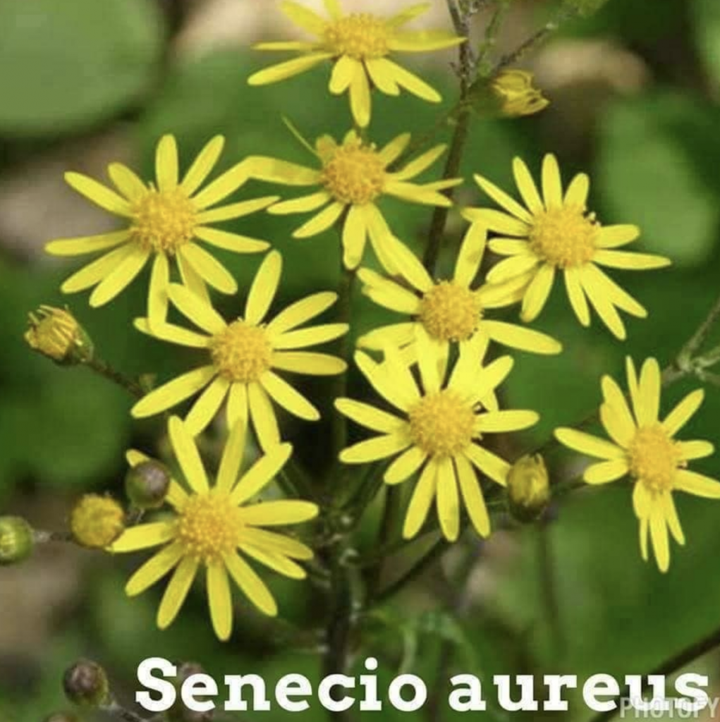 Senecio - Médecine Intégrée