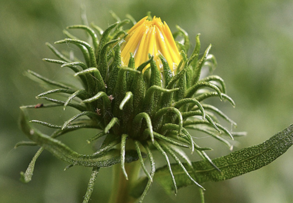 Grindelia robusta - Médecine Intégrée