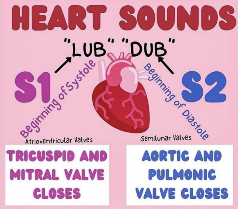 Système cardiovasculaire : le coeur (MARIEB ch.18) - Médecine Intégrée