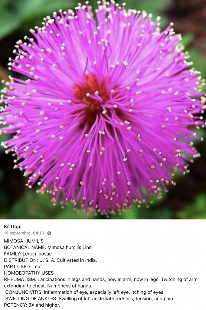 Mimosa - Médecine Intégrée