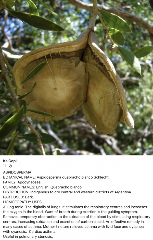Quebracho - Médecine Intégrée