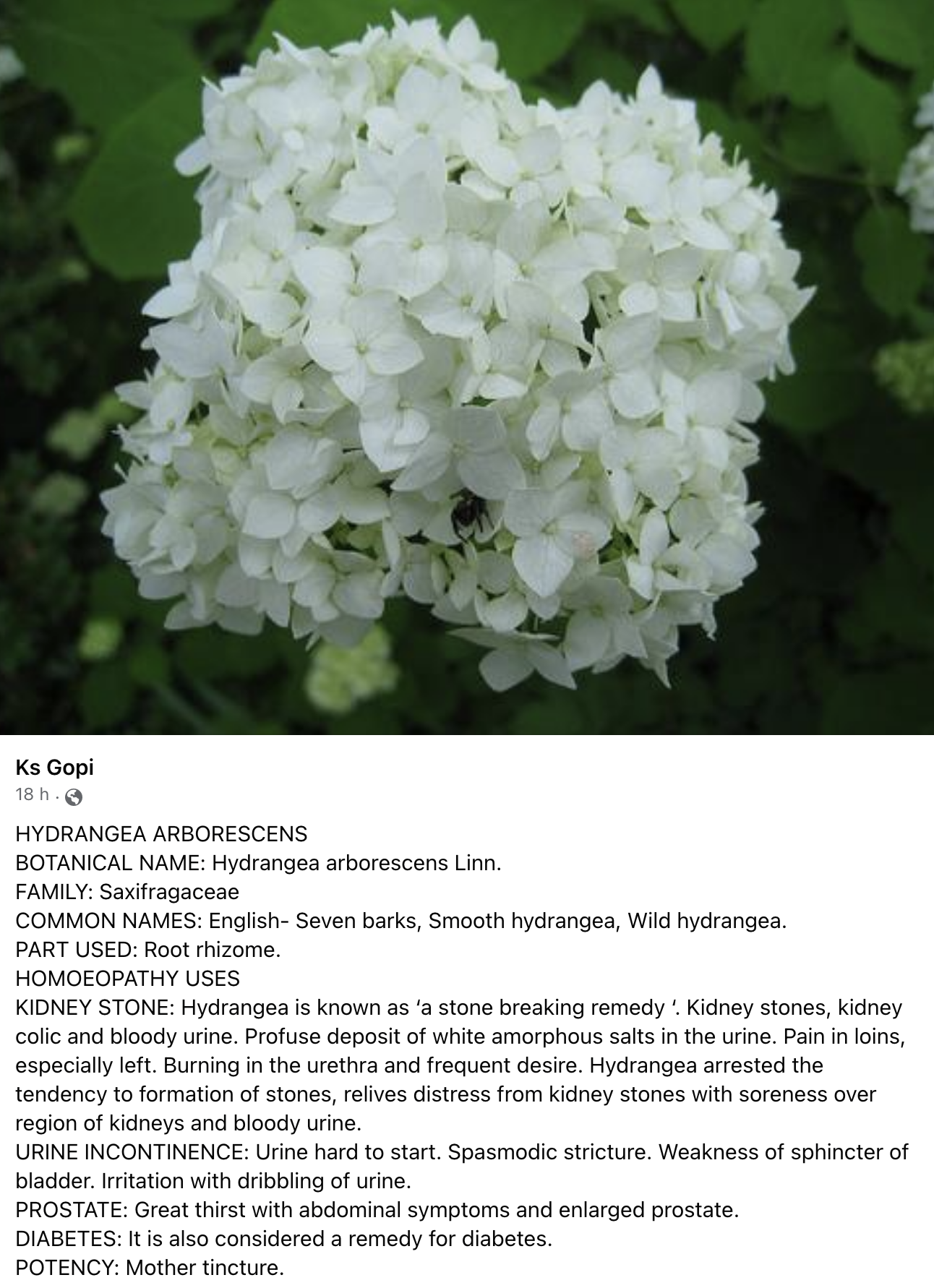 Hydrangea arborescens - Médecine Intégrée