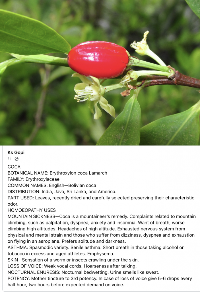 Coca - Médecine Intégrée