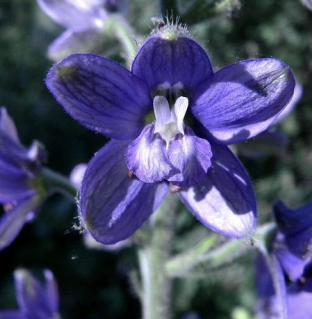 Staphysagria - Médecine Intégrée
