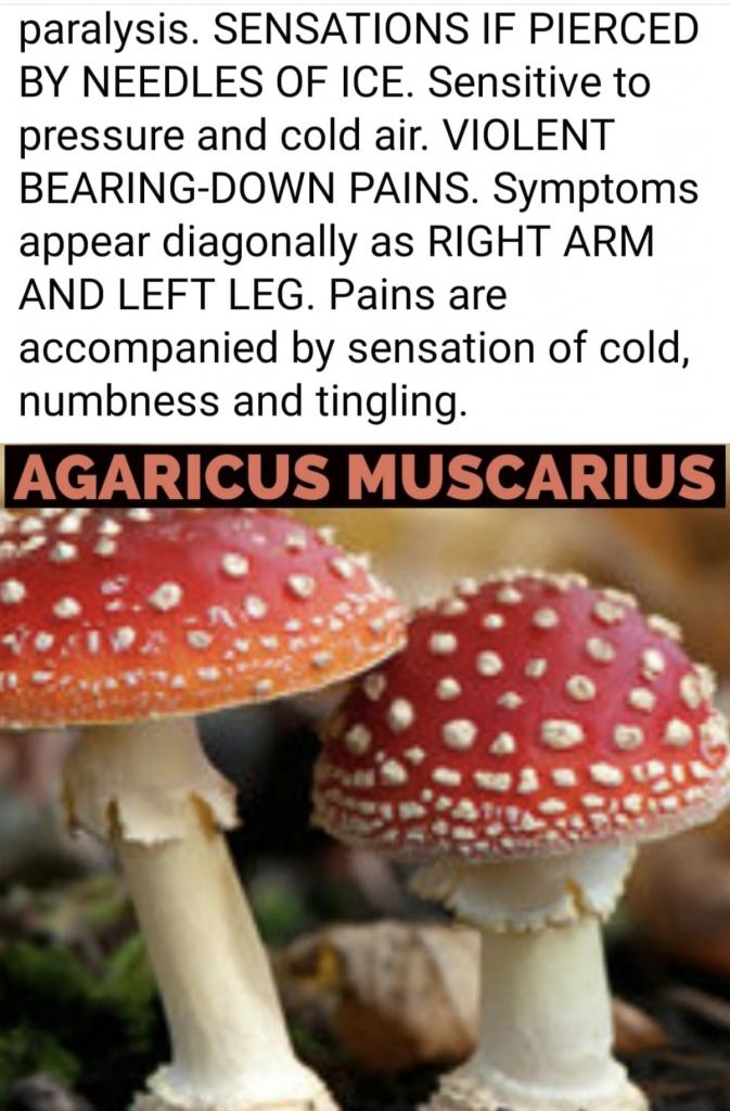 Agaricus muscarius - Médecine Intégrée