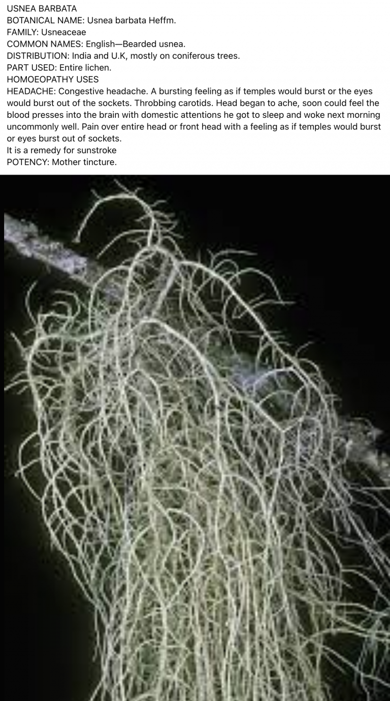 Usnea barbata - Médecine Intégrée