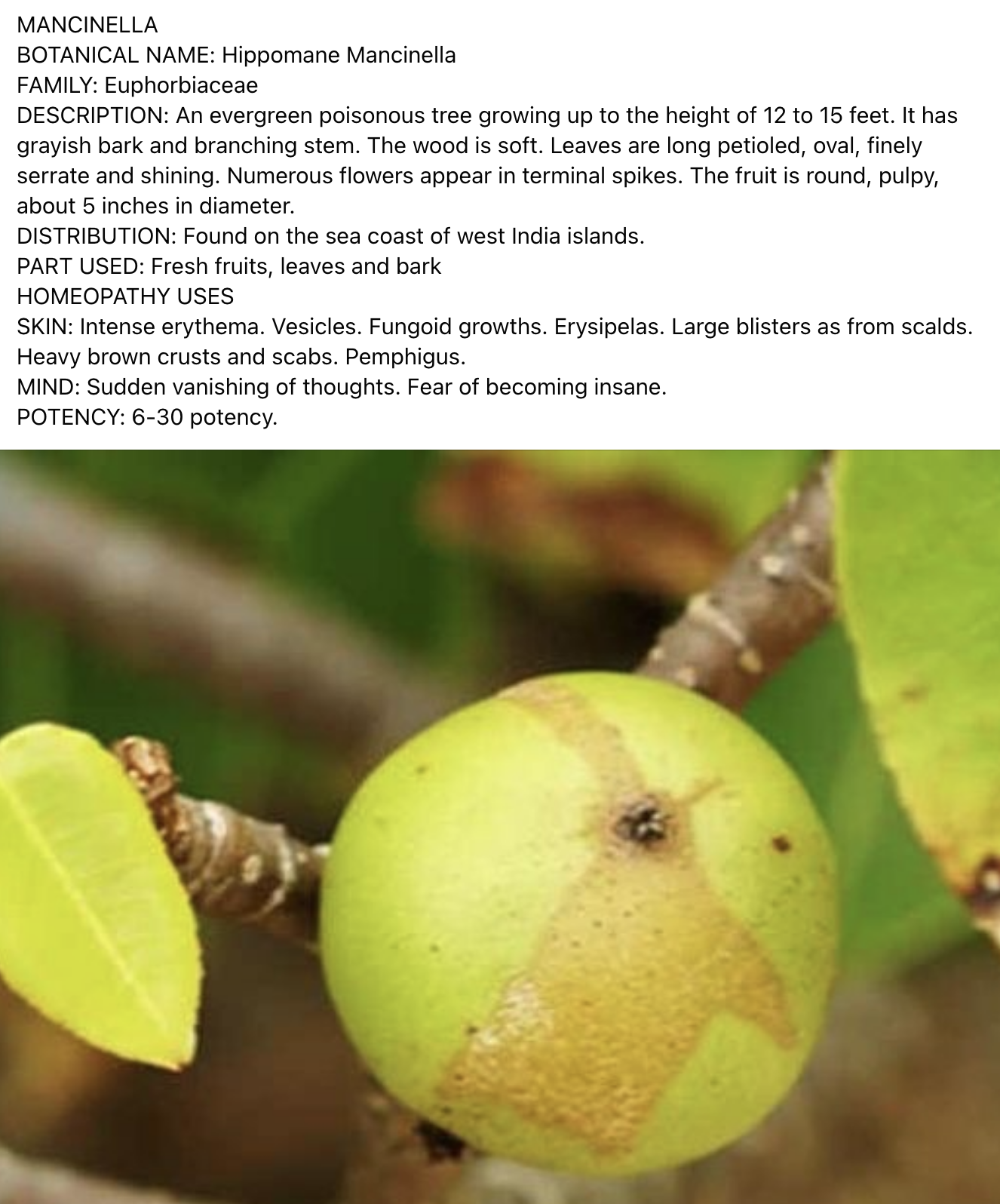 Mancinella - Médecine Intégrée