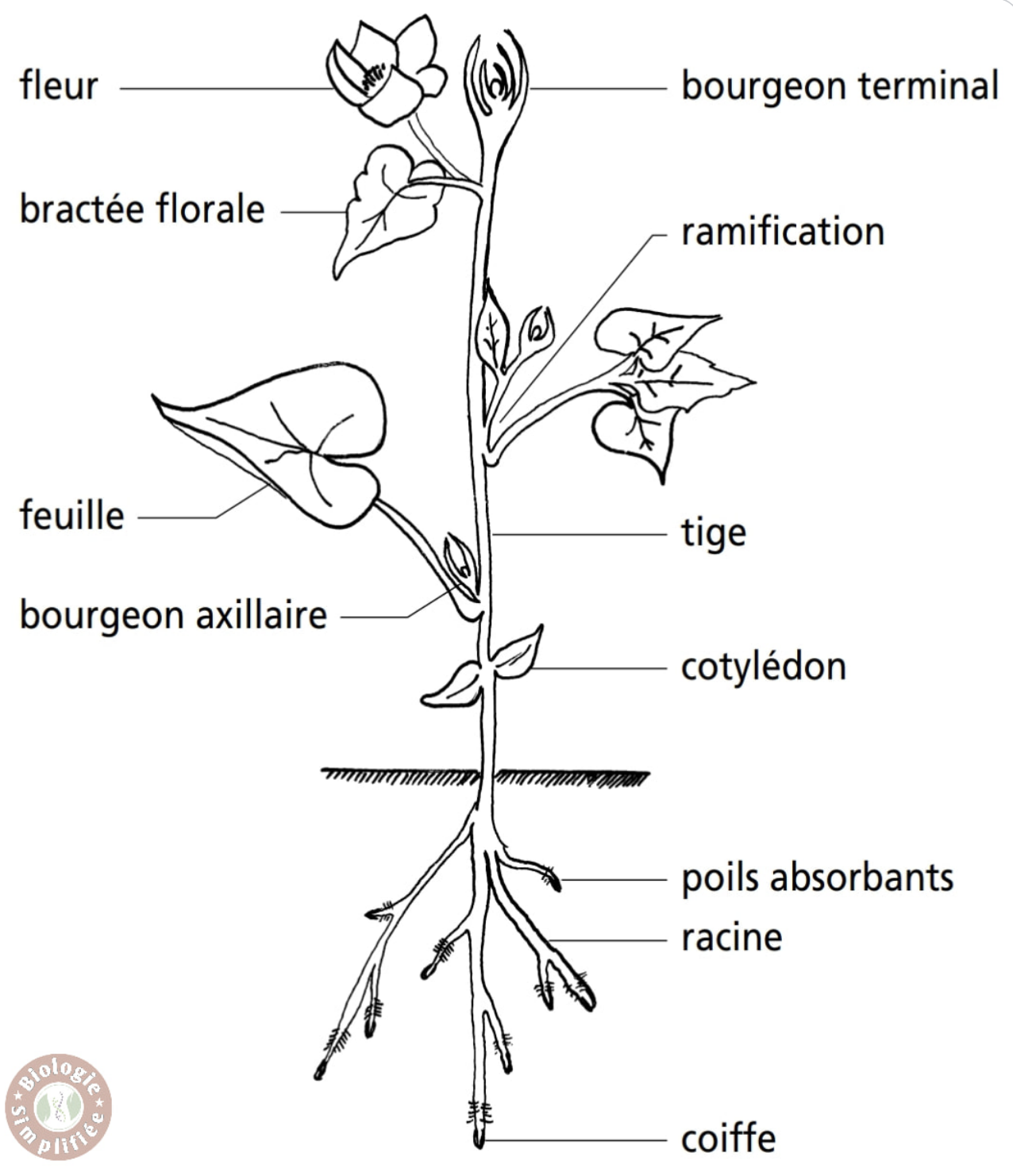 Schéma De Tige De Plante Vierge