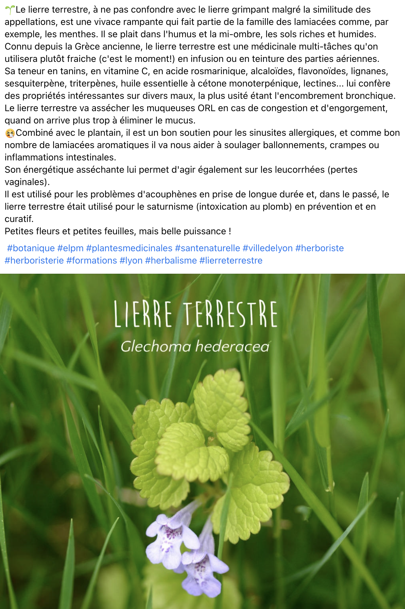 Glechoma hederacea - Médecine Intégrée