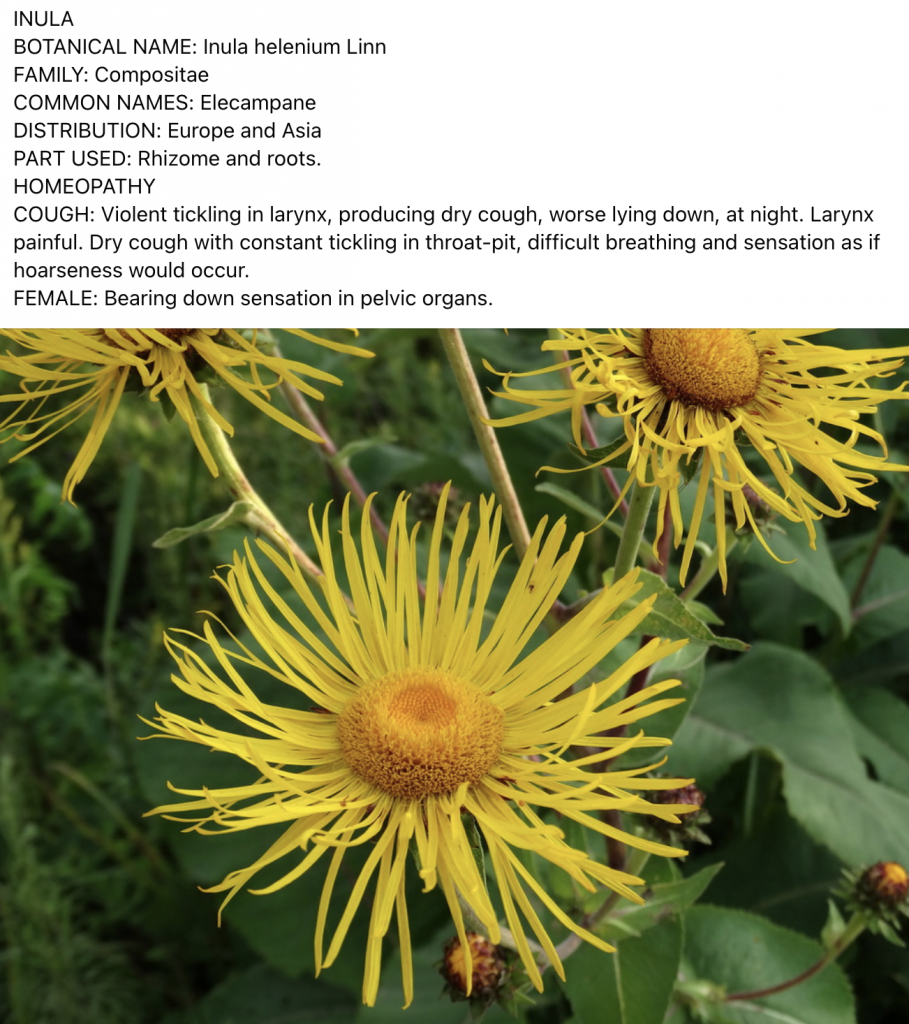 Inula - Médecine Intégrée