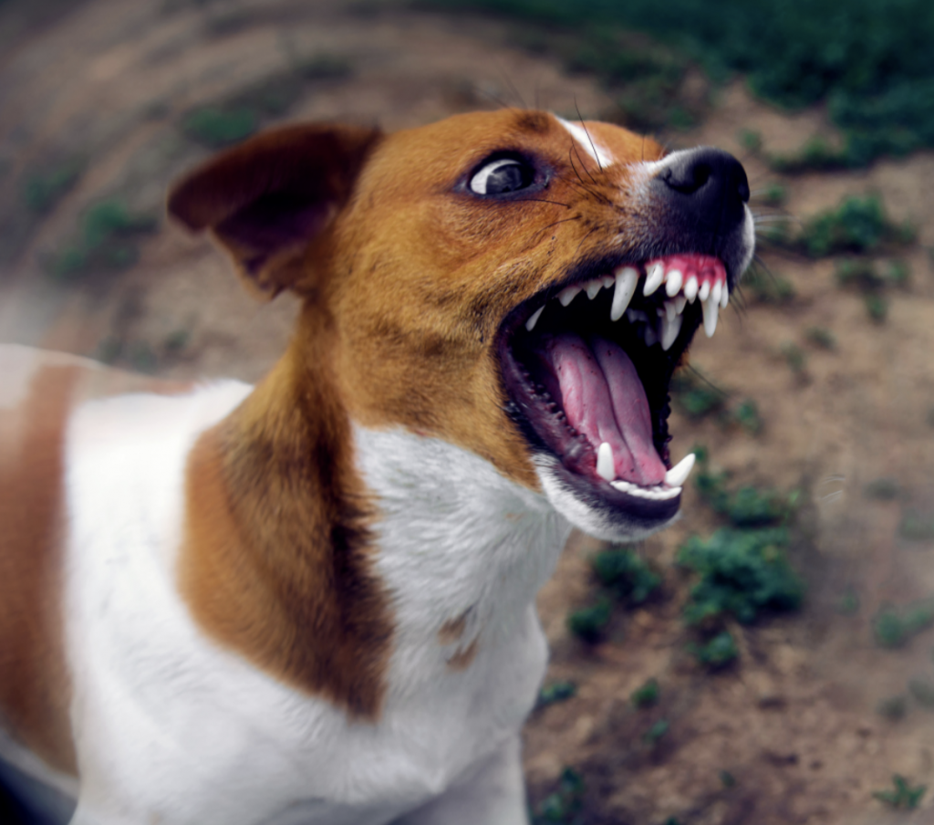 Un chien agressif ? - Médecine Intégrée