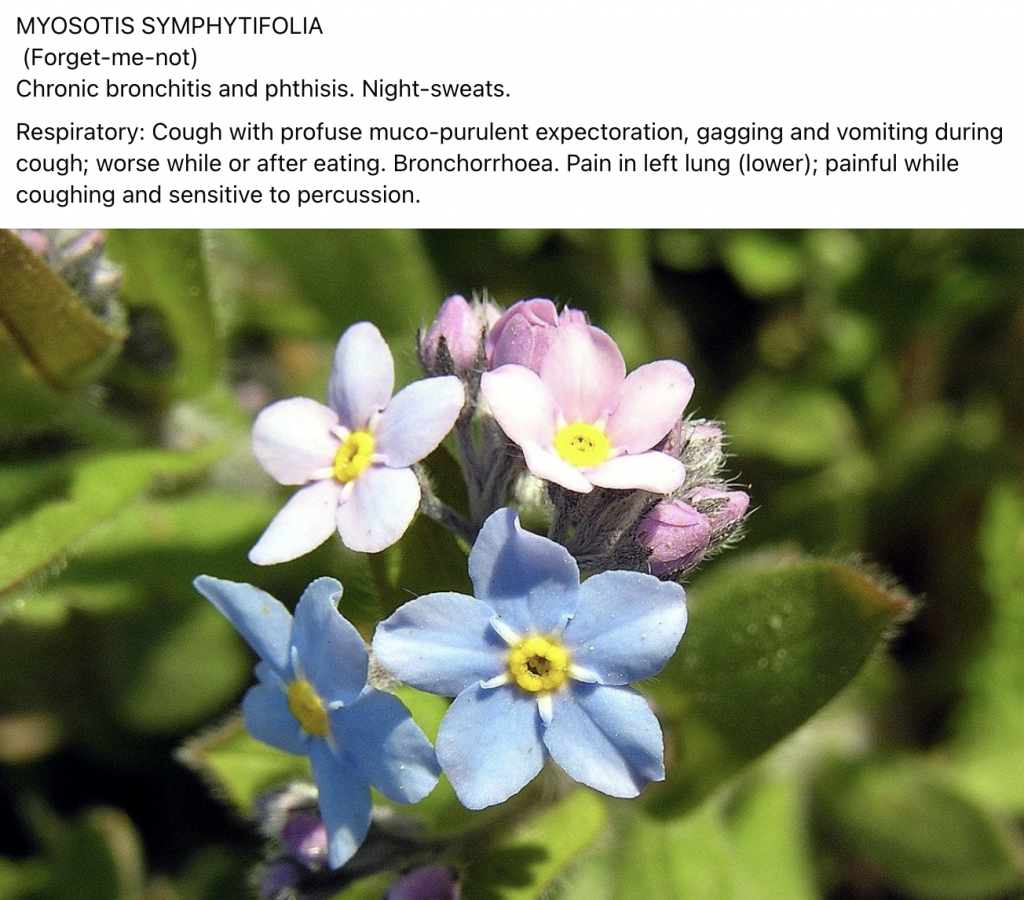 Myosotis - Médecine Intégrée