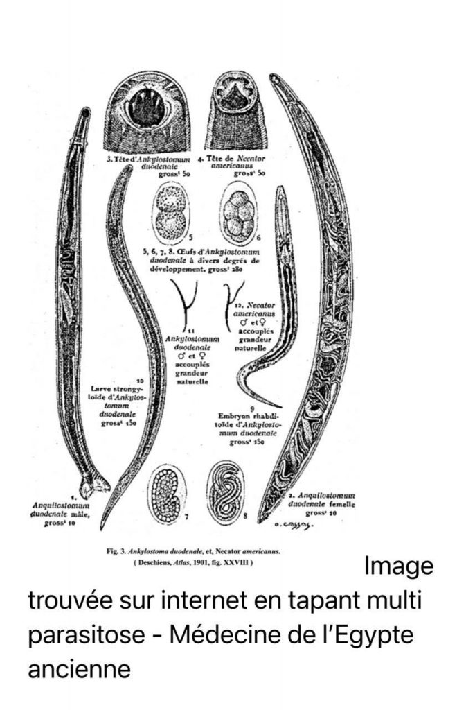 Parasitoses digestives - Médecine Intégrée