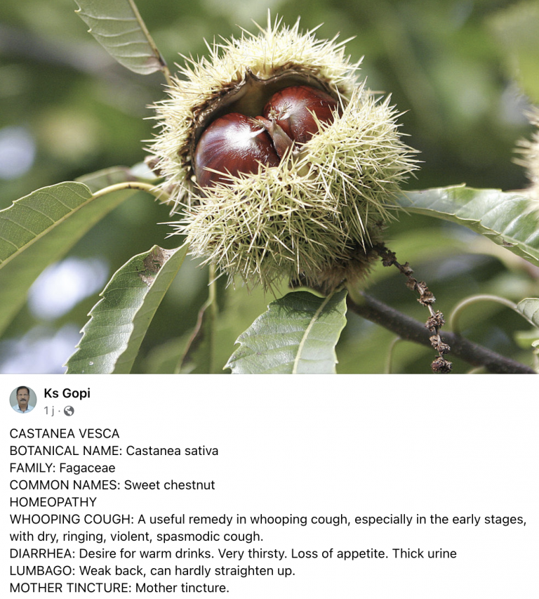 Castanea vesca - Médecine Intégrée