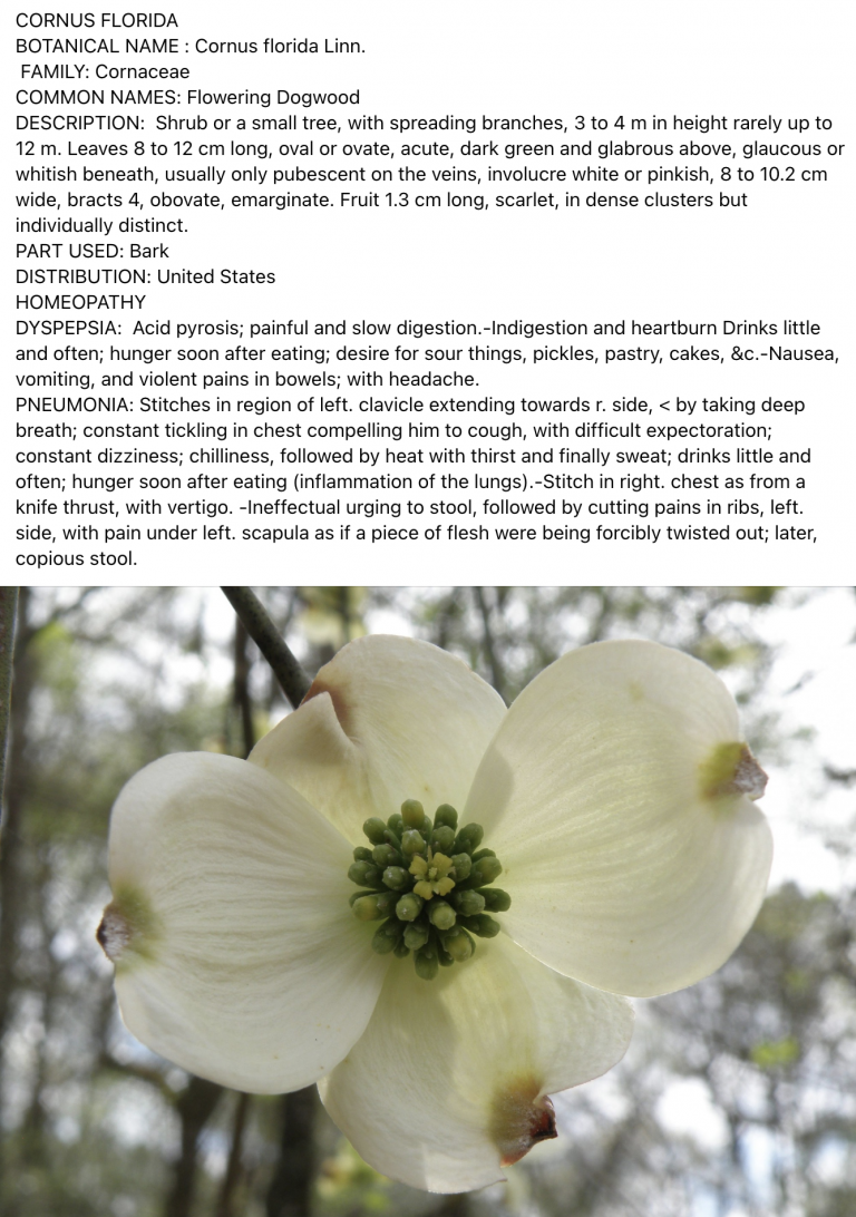 Cornus - Médecine Intégrée