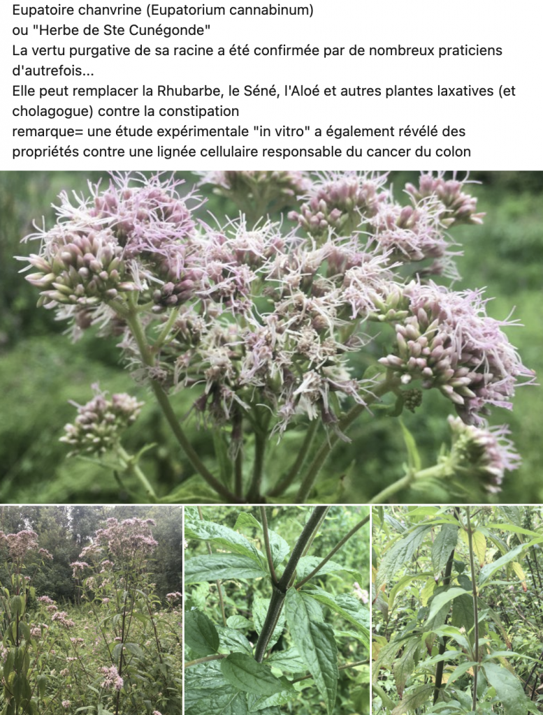 Eupatorium - Médecine Intégrée