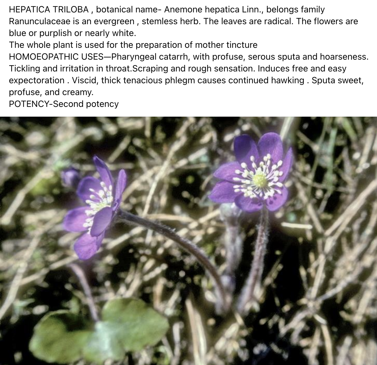 Hepatica triloba - Médecine Intégrée