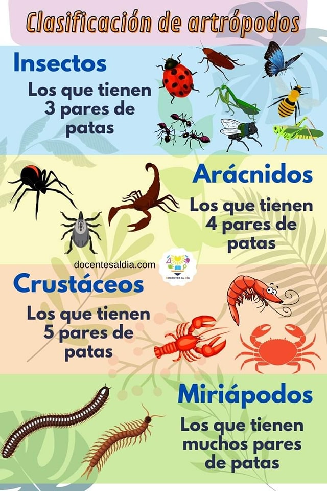 Les arthropodes (insectes ..) - Médecine Intégrée