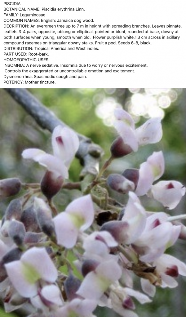 Piscidia erythrina - Médecine Intégrée