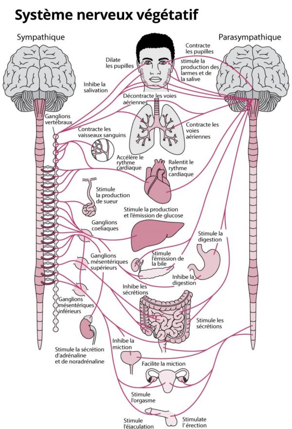 Le système nerveux autonome (Marieb ch.14) - Médecine Intégrée