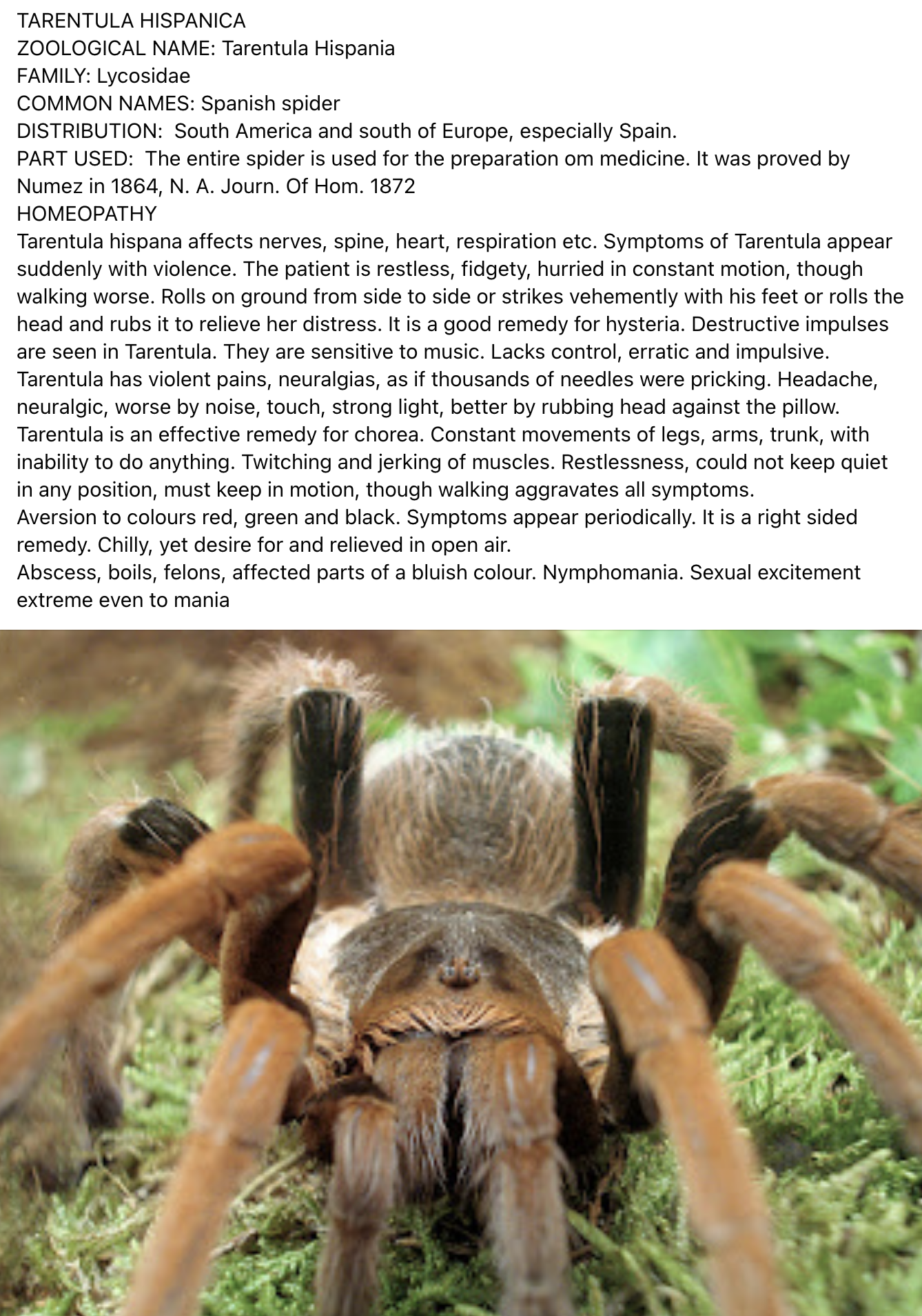 Tarentula hispanica - Médecine Intégrée