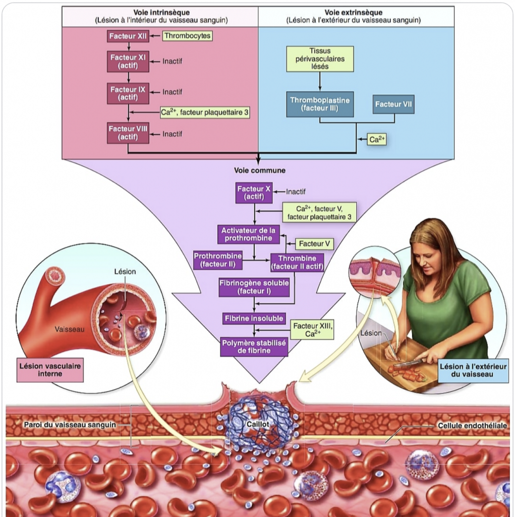 Le sang (MARIEB ch.17) - Médecine Intégrée