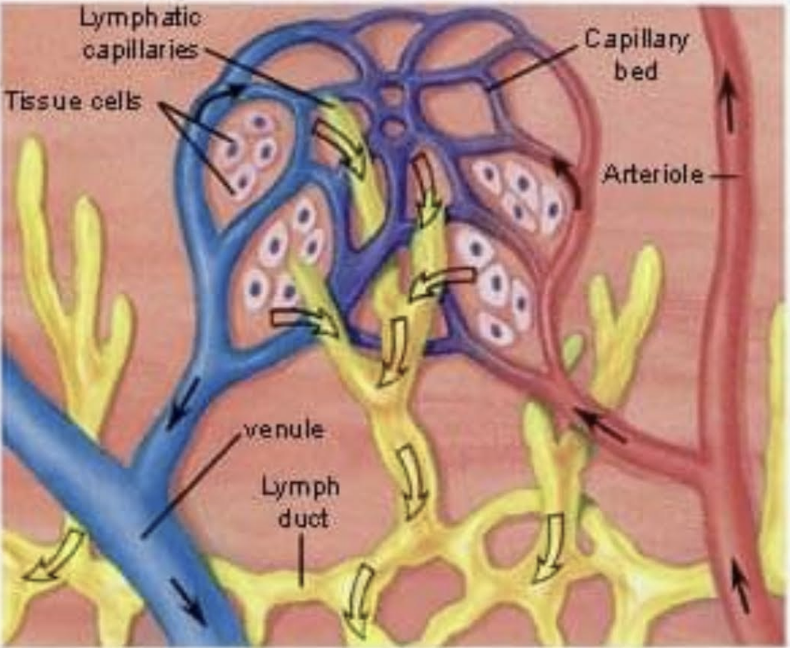 Le système lymphatique (MARIEB ch.20) - Médecine Intégrée