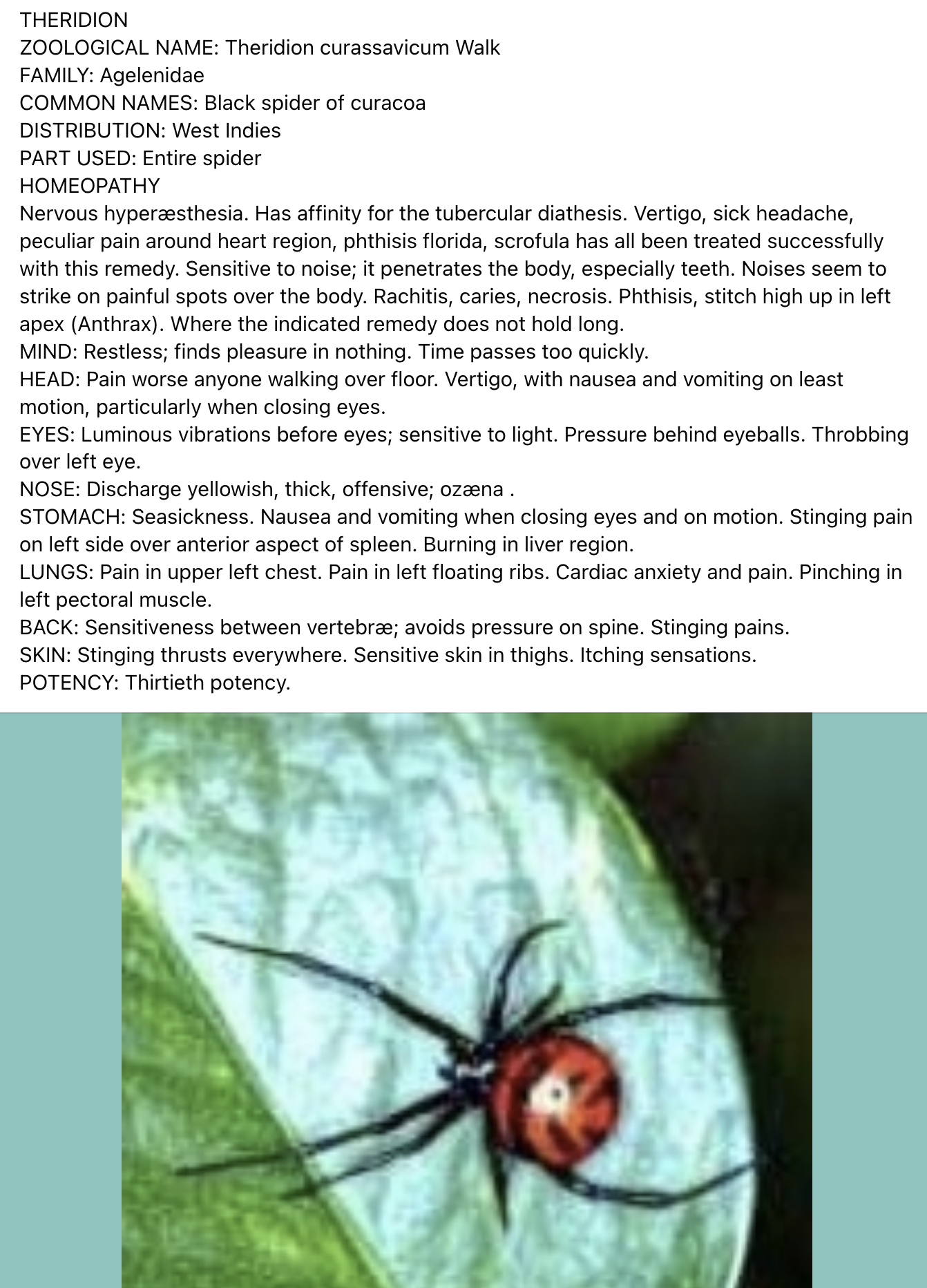 Les araignées - Médecine Intégrée