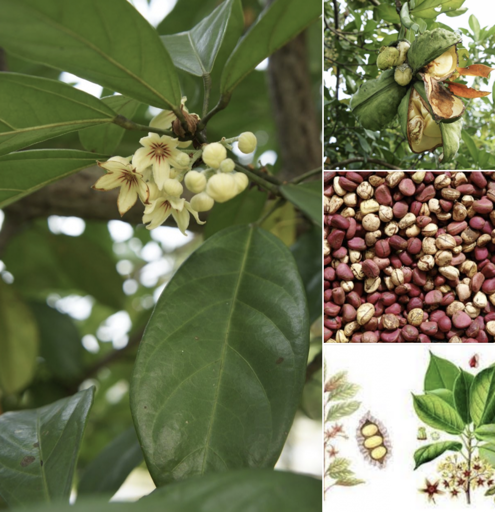 Coca - Médecine Intégrée