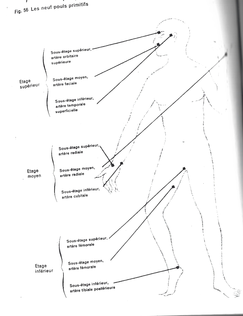 Les pouls chinois - Médecine Intégrée